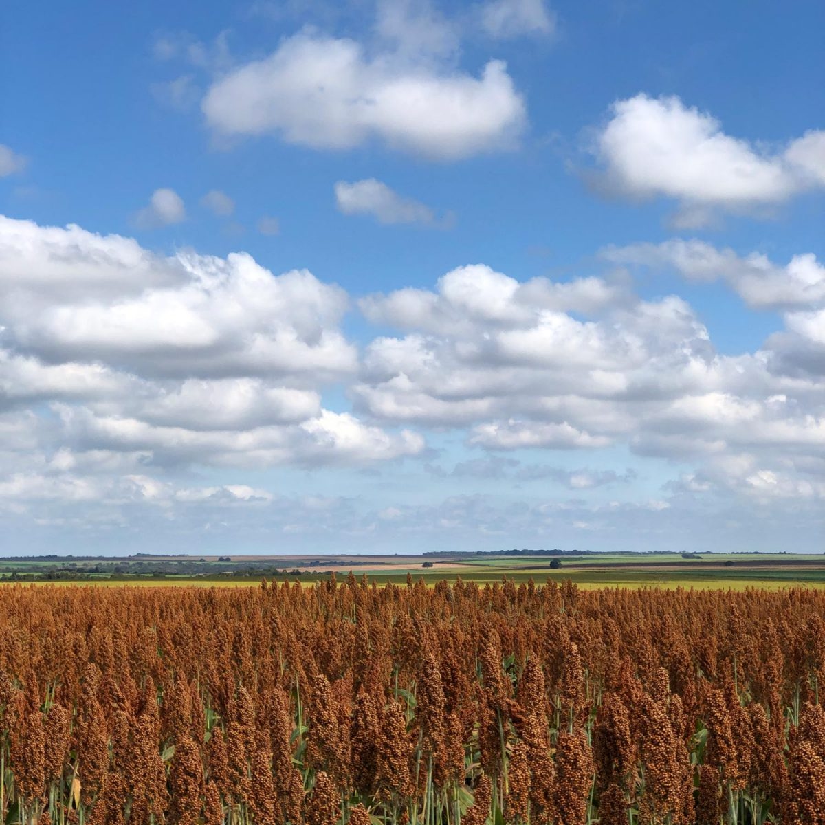 What We Do - Innovative Seed Solutions