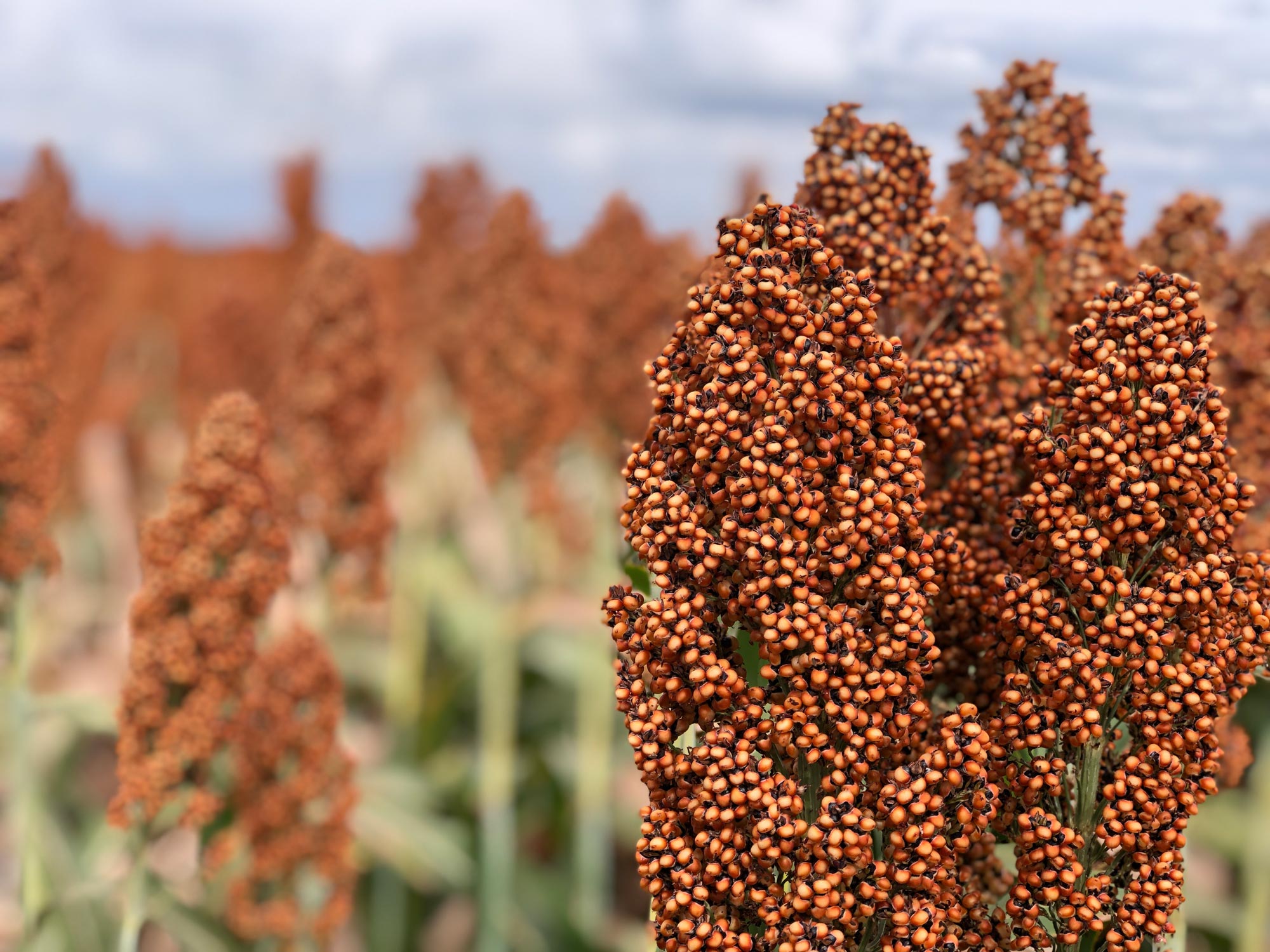 About Us - Innovative Seed Solutions